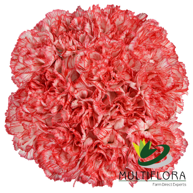 Category: Carnations | Multiflora
