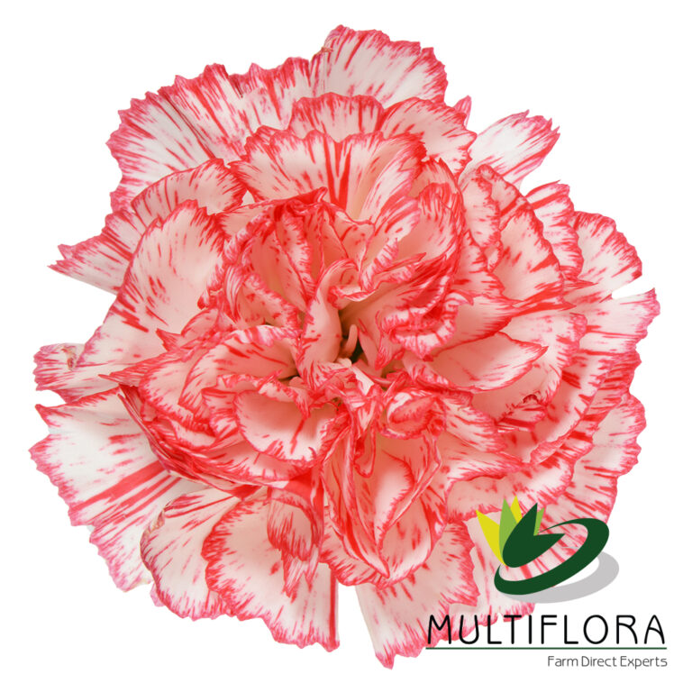 Category: Carnations | Multiflora