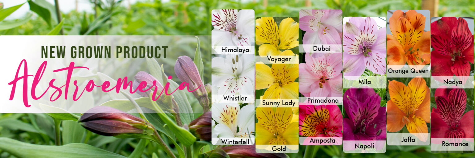 Growing and distributing fresh cut flowers to over 35 countries since ...