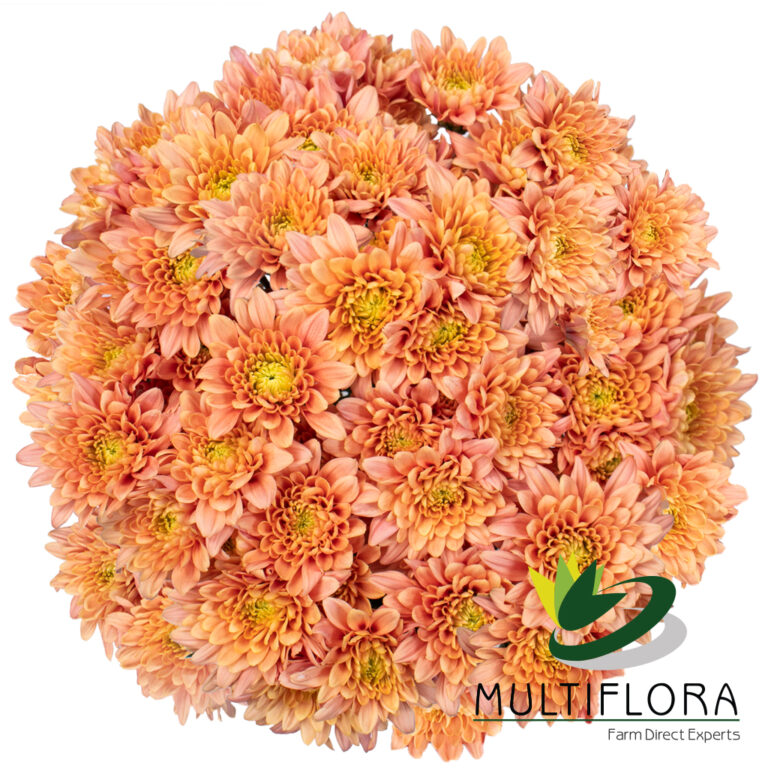 Growing and distributing fresh cut flowers to over 35 countries since ...