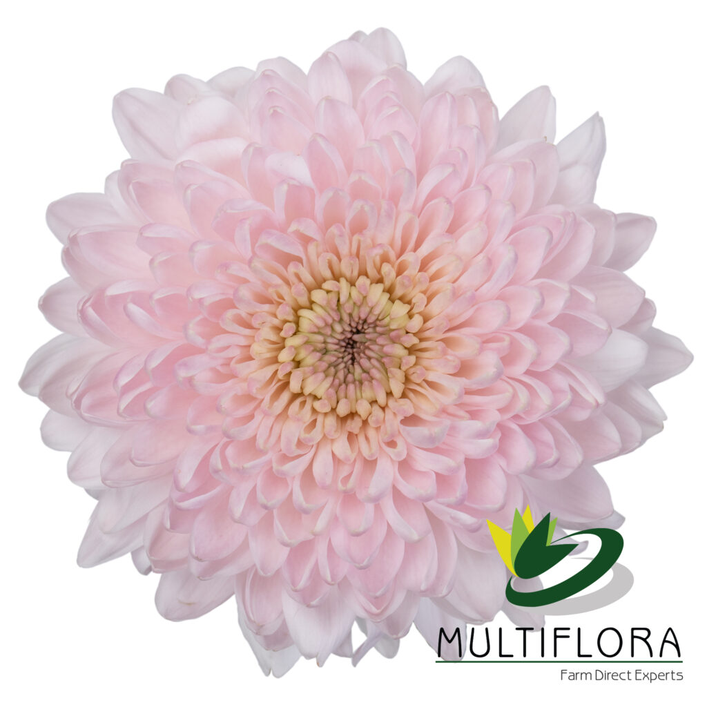 Growing and distributing fresh cut flowers to over 35 countries since ...