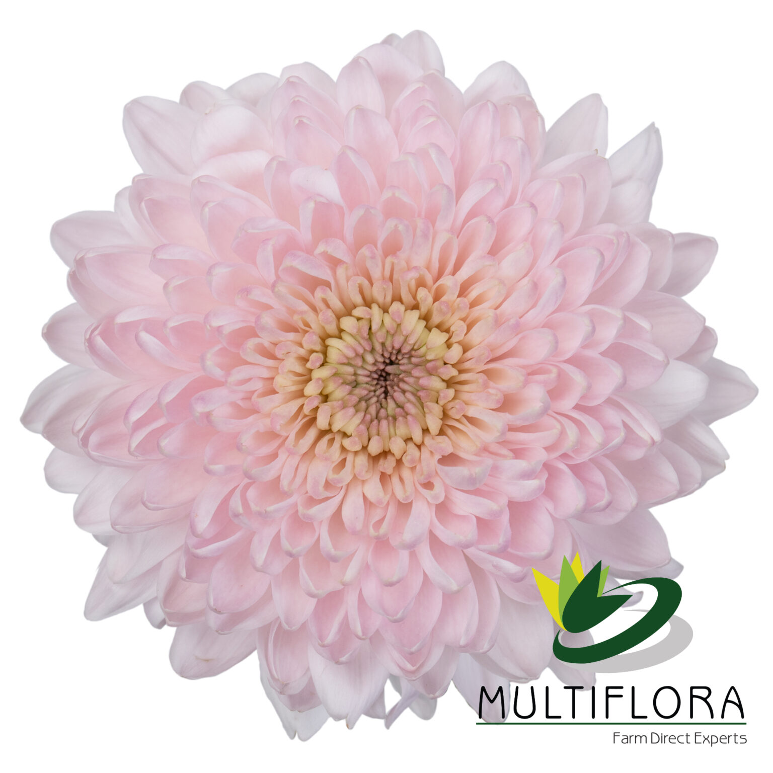 Growing and distributing fresh cut flowers to over 35 countries since ...
