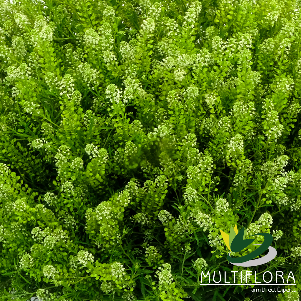 Products | Multiflora
