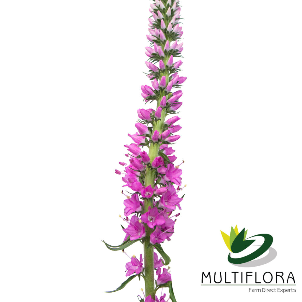 Growing and distributing fresh cut flowers to over 35 countries since ...