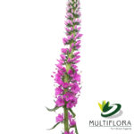 Growing and distributing fresh cut flowers to over 35 countries since ...