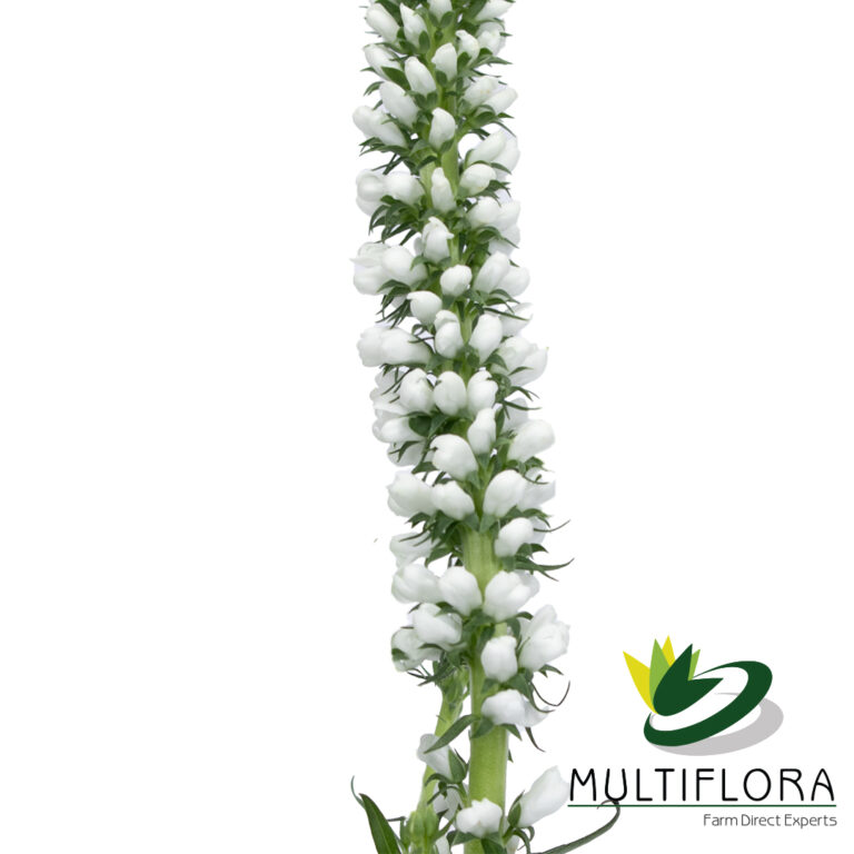 Growing and distributing fresh cut flowers to over 35 countries since ...