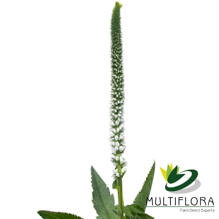 Growing and distributing fresh cut flowers to over 35 countries since ...