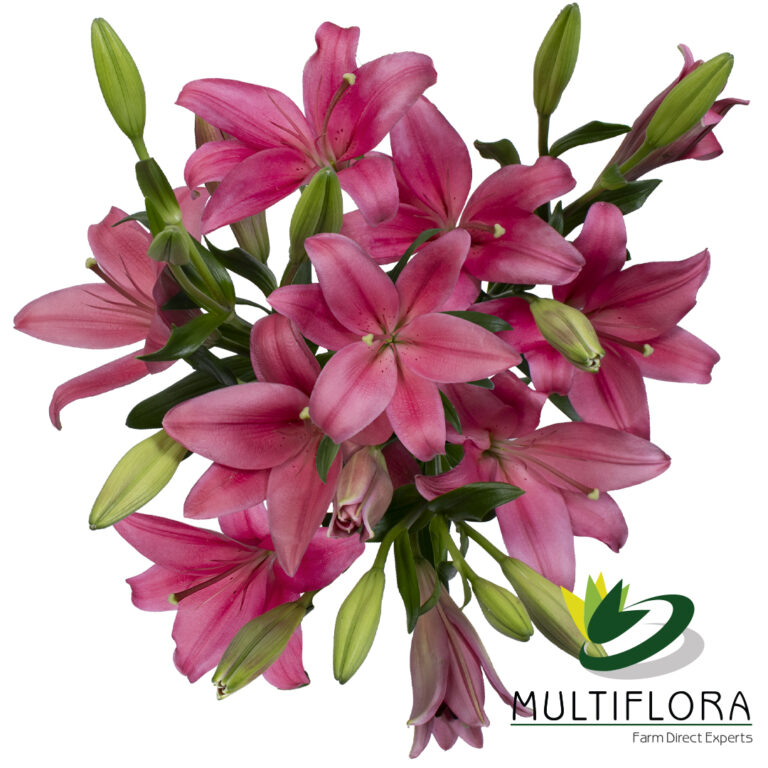 Growing and distributing fresh cut flowers to over 35 countries since ...