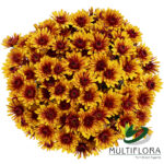 Growing and distributing fresh cut flowers to over 35 countries since ...