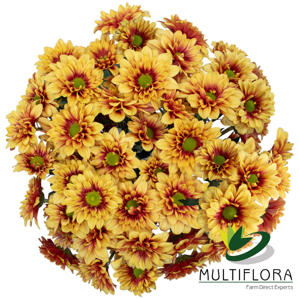 Category: Daisy Poms | Multiflora