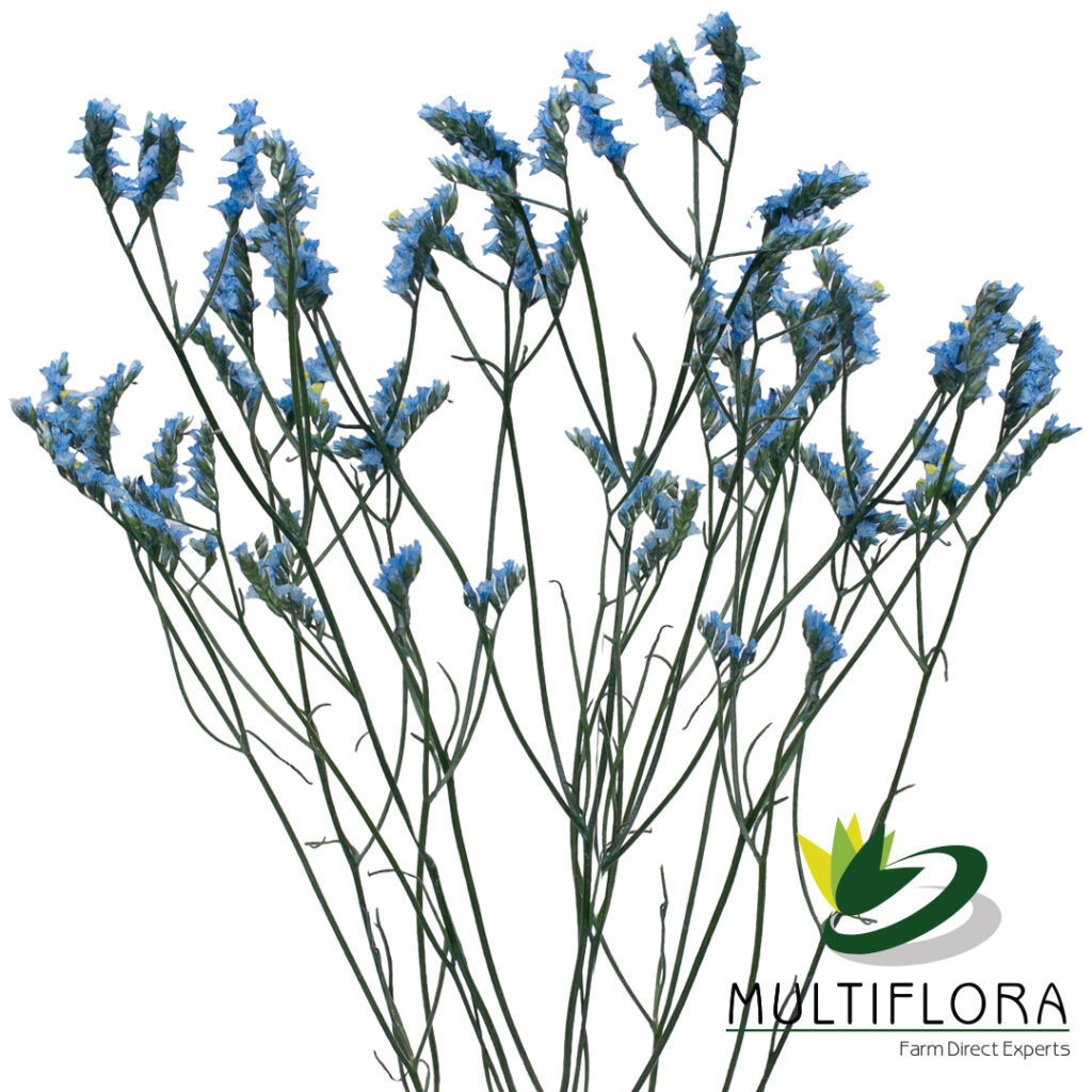 Category: Limonium | Multiflora
