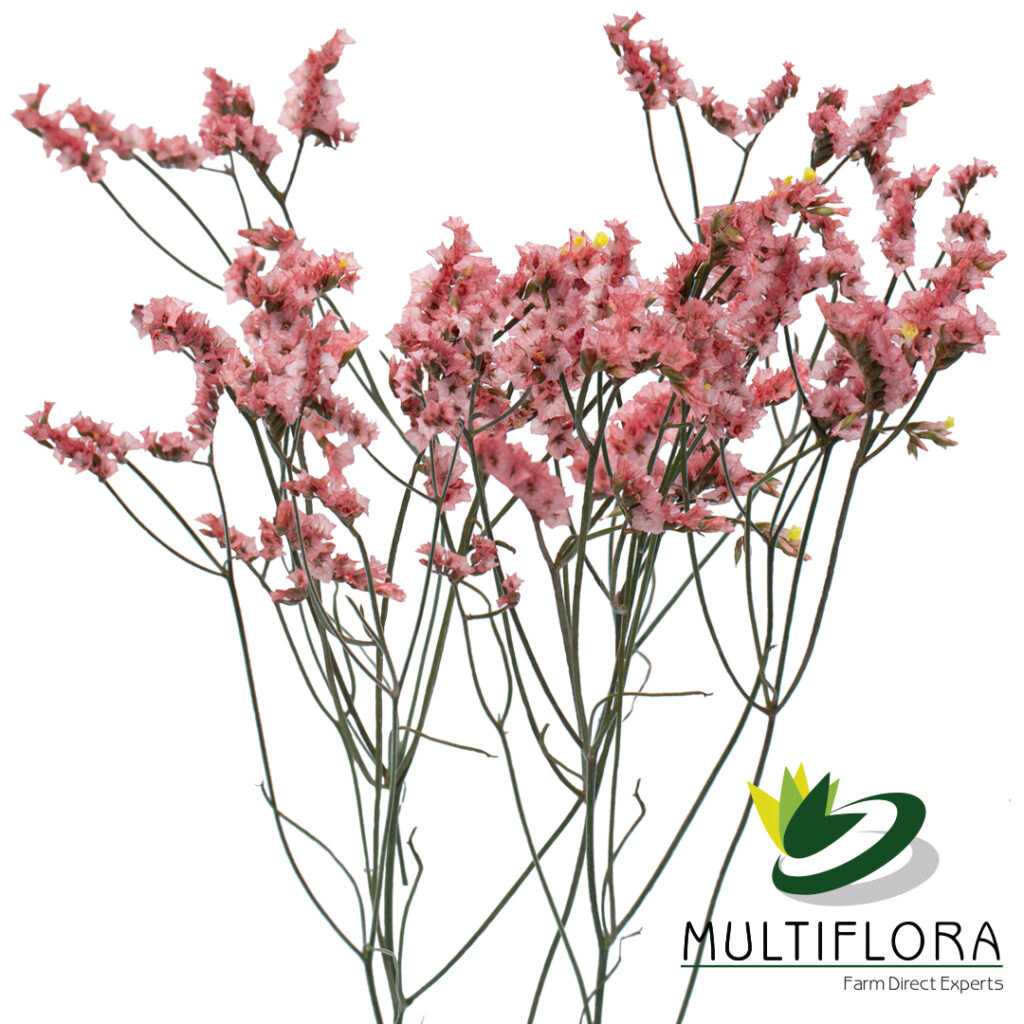 Category: Limonium | Multiflora