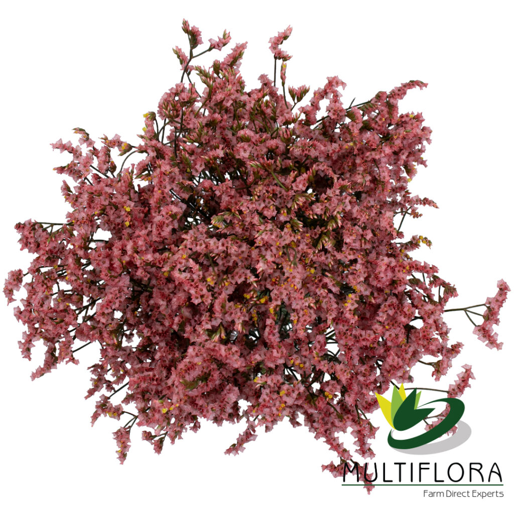 Category: Limonium | Multiflora