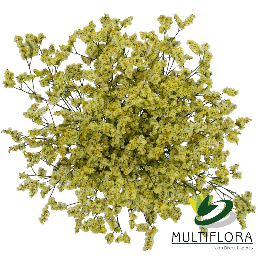 Category: Limonium | Multiflora