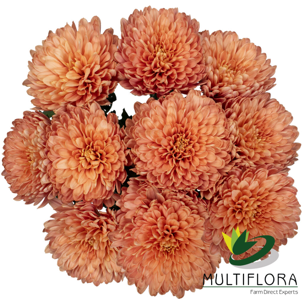 Growing and distributing fresh cut flowers to over 35 countries since ...