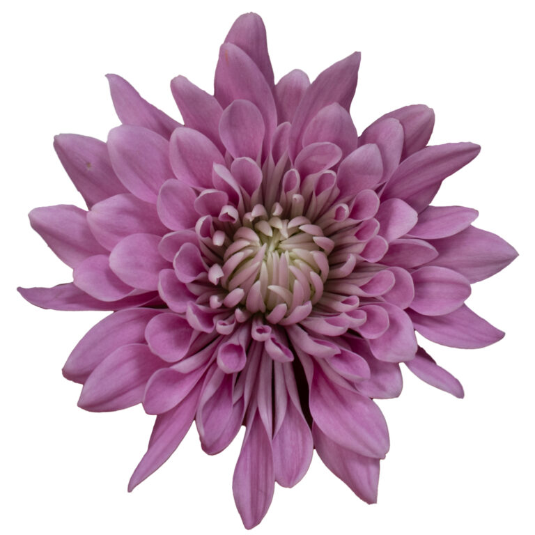 Growing and distributing fresh cut flowers to over 35 countries since ...