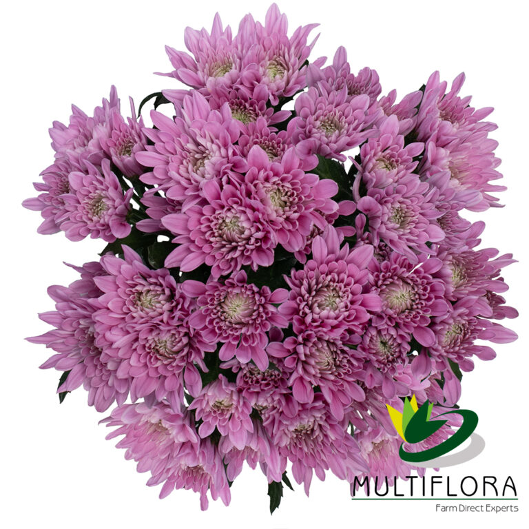 Growing and distributing fresh cut flowers to over 35 countries since ...