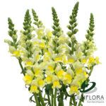 Growing and distributing fresh cut flowers to over 35 countries since ...