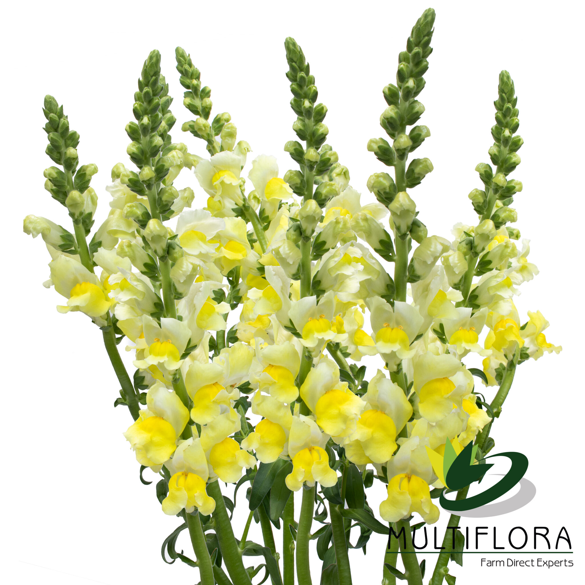 Growing and distributing fresh cut flowers to over 35 countries since ...