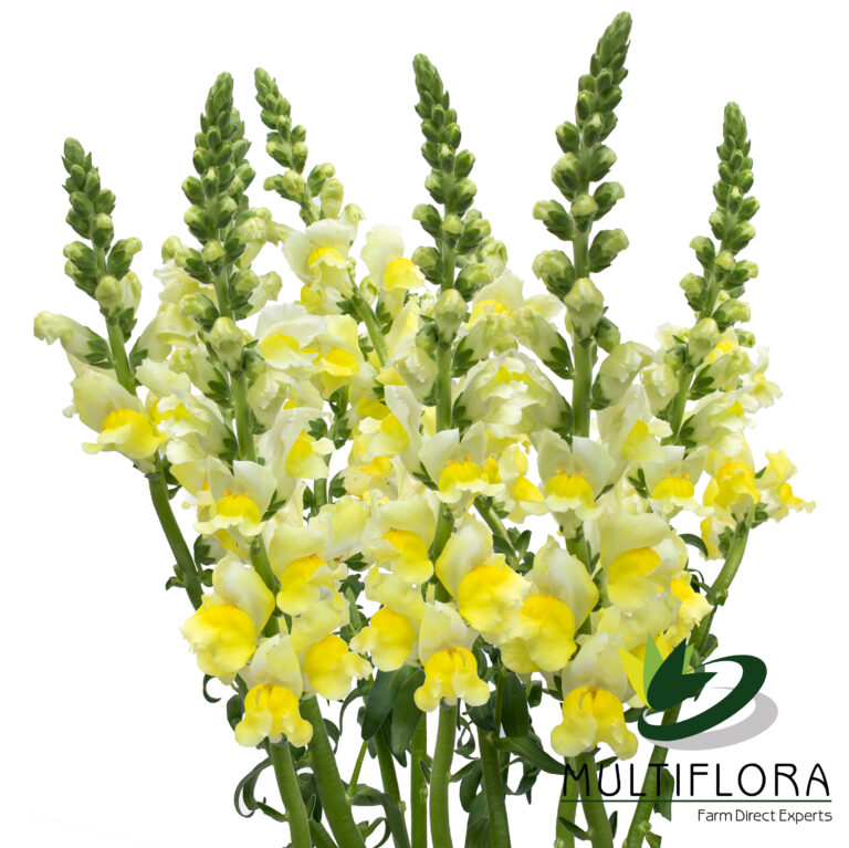 Growing and distributing fresh cut flowers to over 35 countries since ...