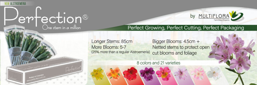 Growing and distributing fresh cut flowers to over 35 countries since ...