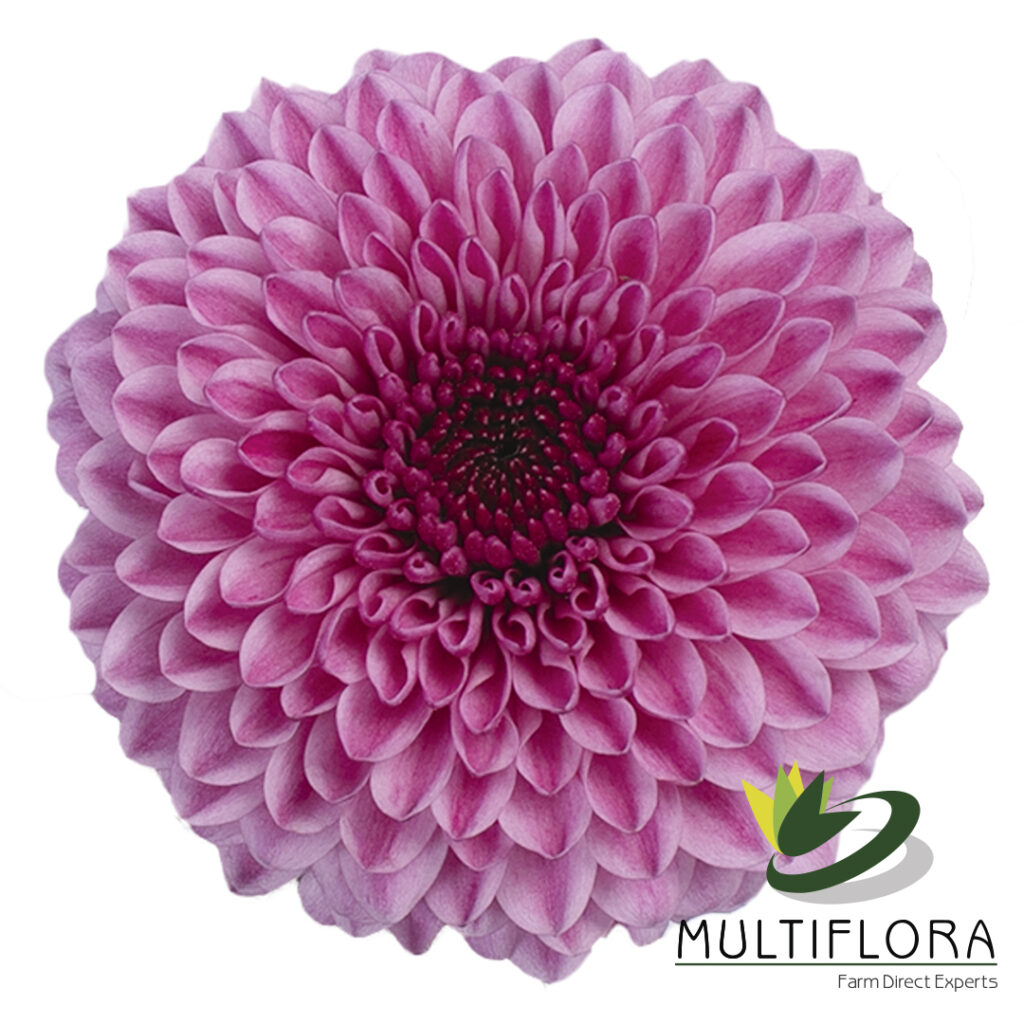 Category: Mum Balls | Multiflora
