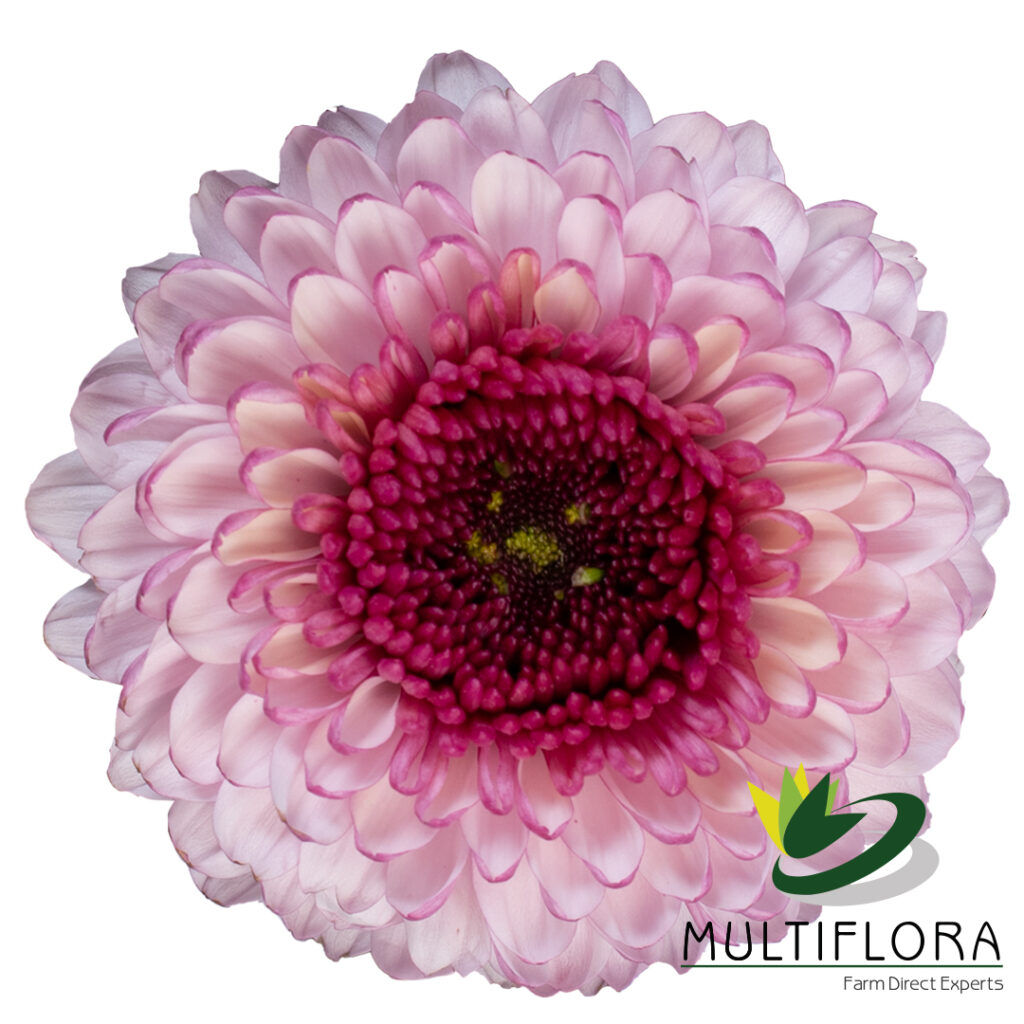 Growing and distributing fresh cut flowers to over 35 countries since ...