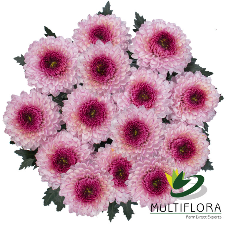 Growing and distributing fresh cut flowers to over 35 countries since ...