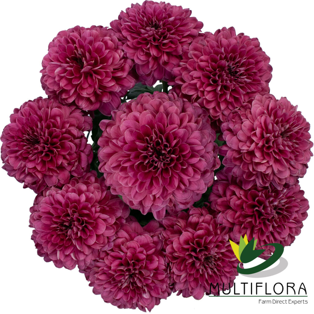 Category: Mum Balls | Multiflora