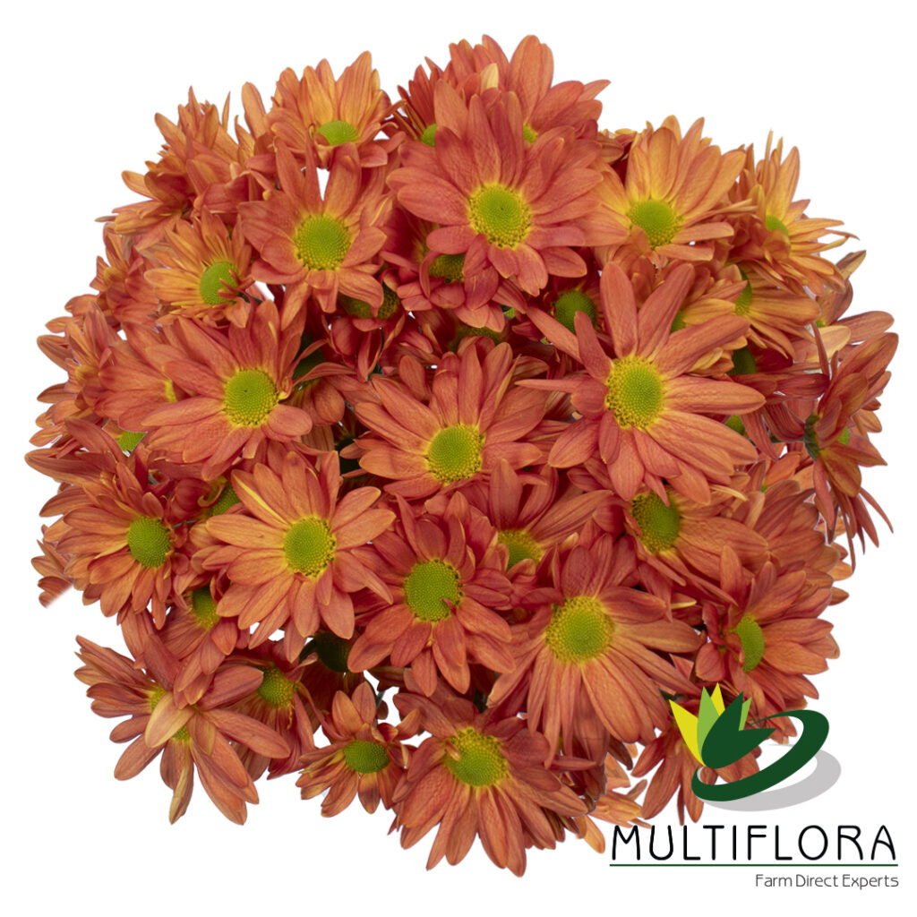 Category: Daisy Poms | Multiflora