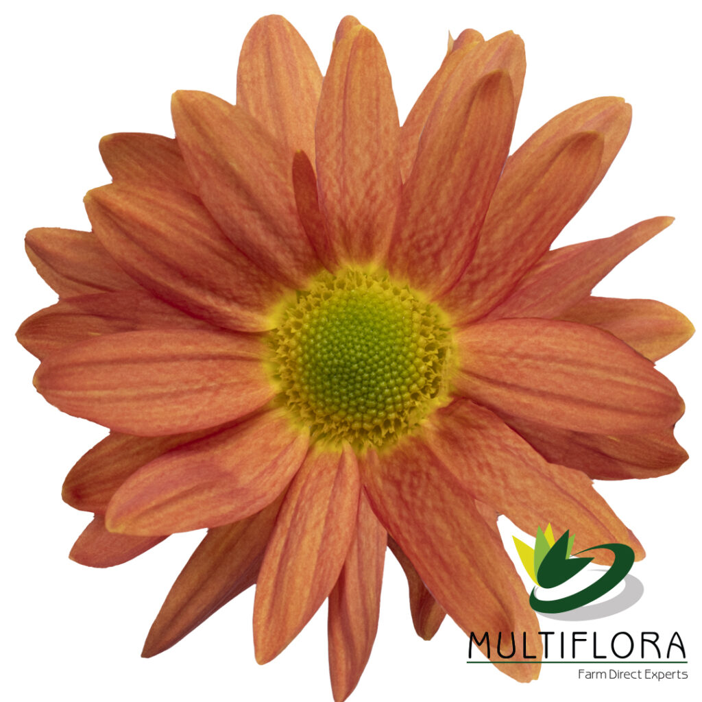 Category: Daisy Poms | Multiflora