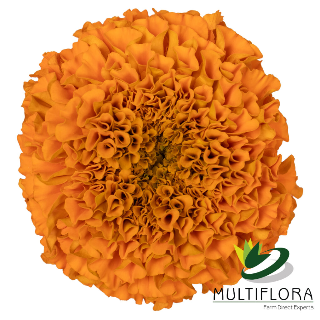 Growing and distributing fresh cut flowers to over 35 countries since ...