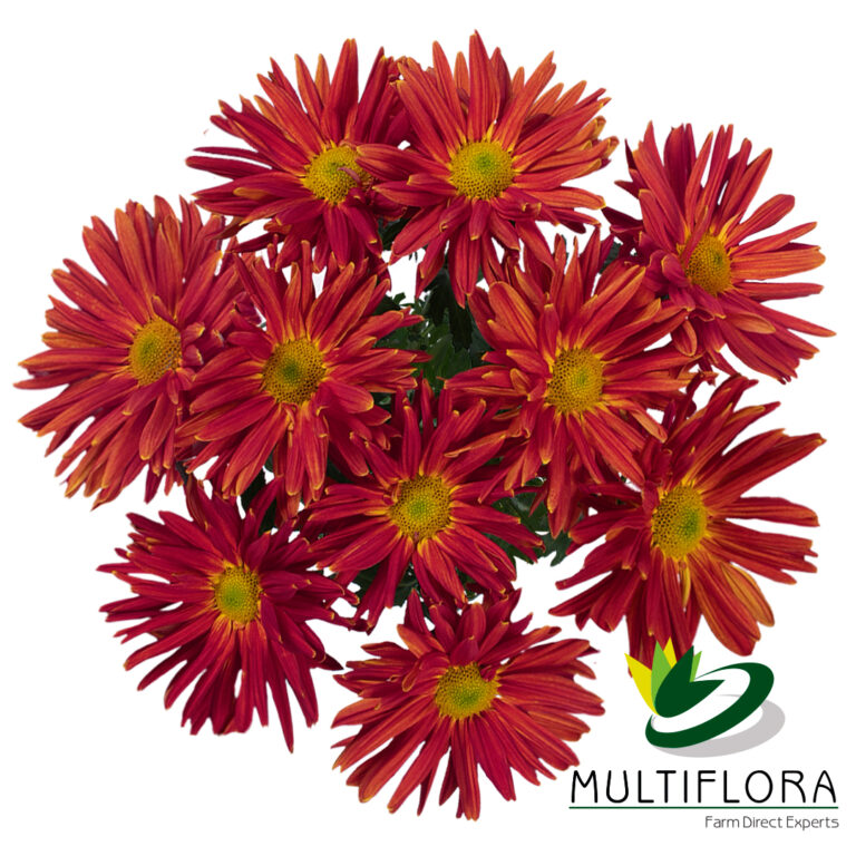 Category: Mums & Cremones | Multiflora