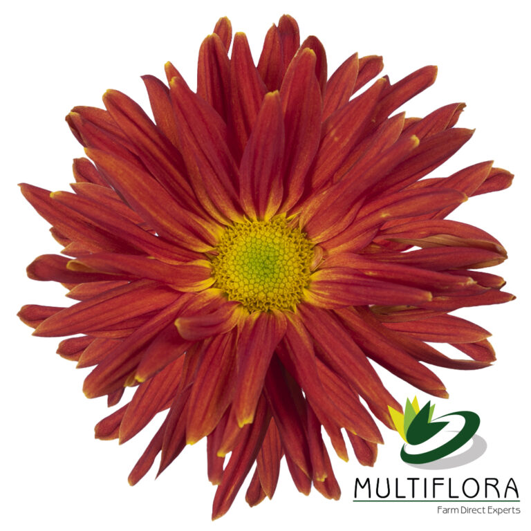 Category: Mums & Cremones | Multiflora