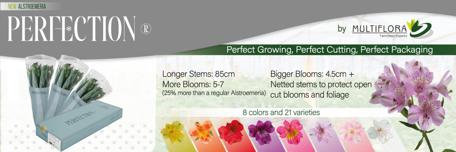 Growing and distributing fresh cut flowers to over 35 countries since ...