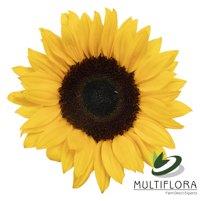Growing and distributing fresh cut flowers to over 35 countries since ...