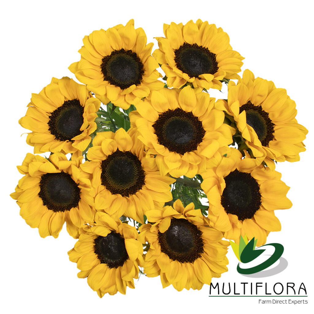 Growing and distributing fresh cut flowers to over 35 countries since ...