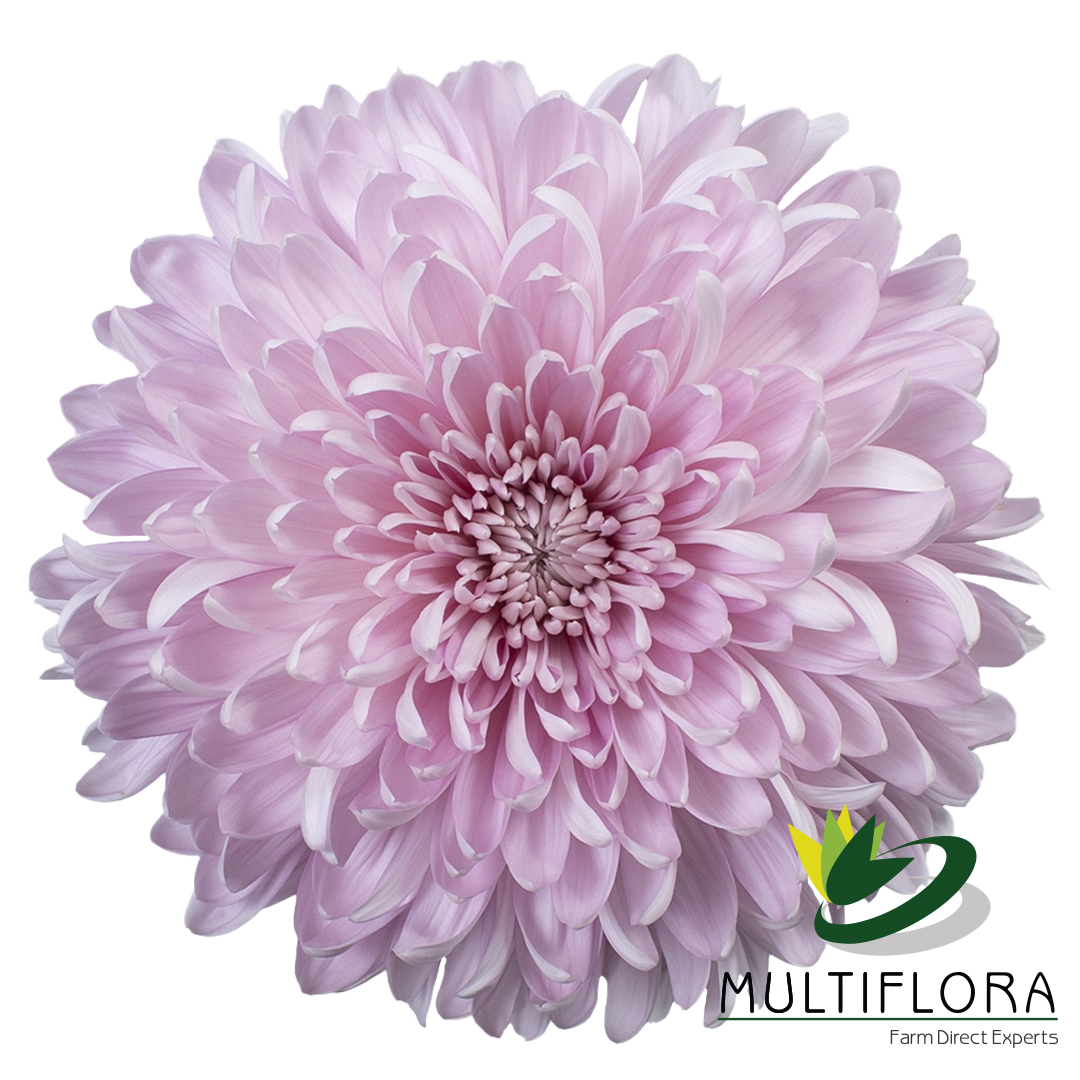 Category: Super Mums | Multiflora