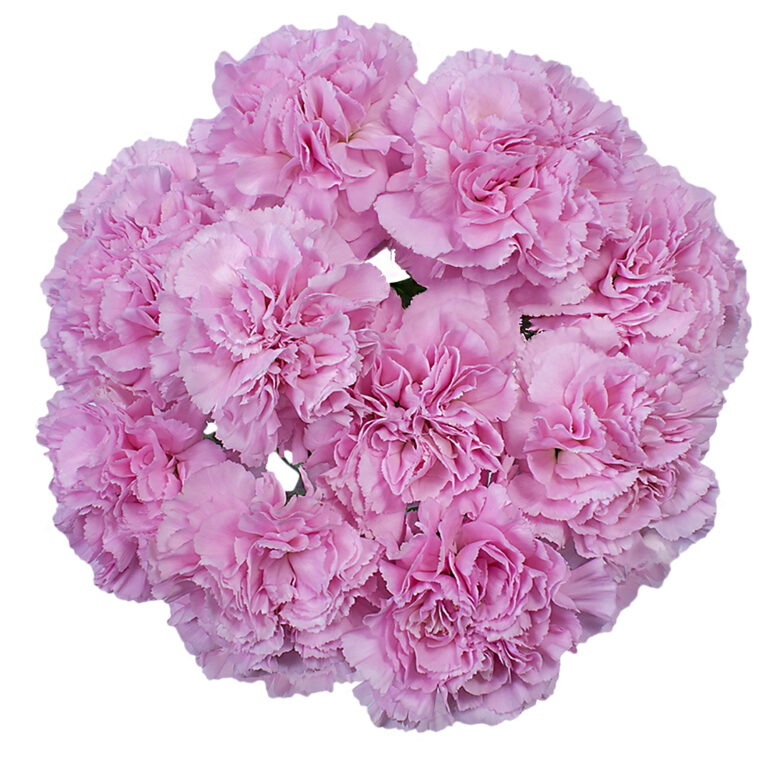 Category: Carnations | Multiflora