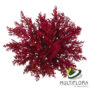 Solidago Tara Painted Red | Multiflora